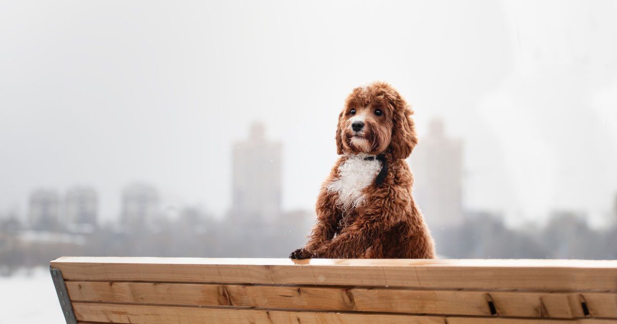 10 Best Cavapoo Dog Foods in the UK (2024 Guide) - Dog World